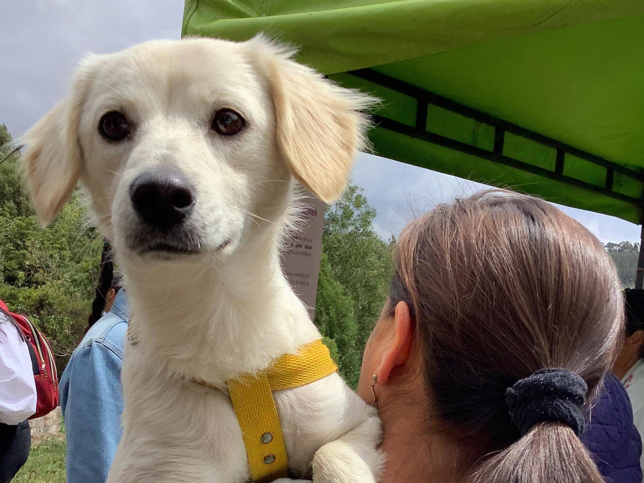 Promulgadas las Leyes Ángel y Lorenzo en defensa del bienestar animal ...